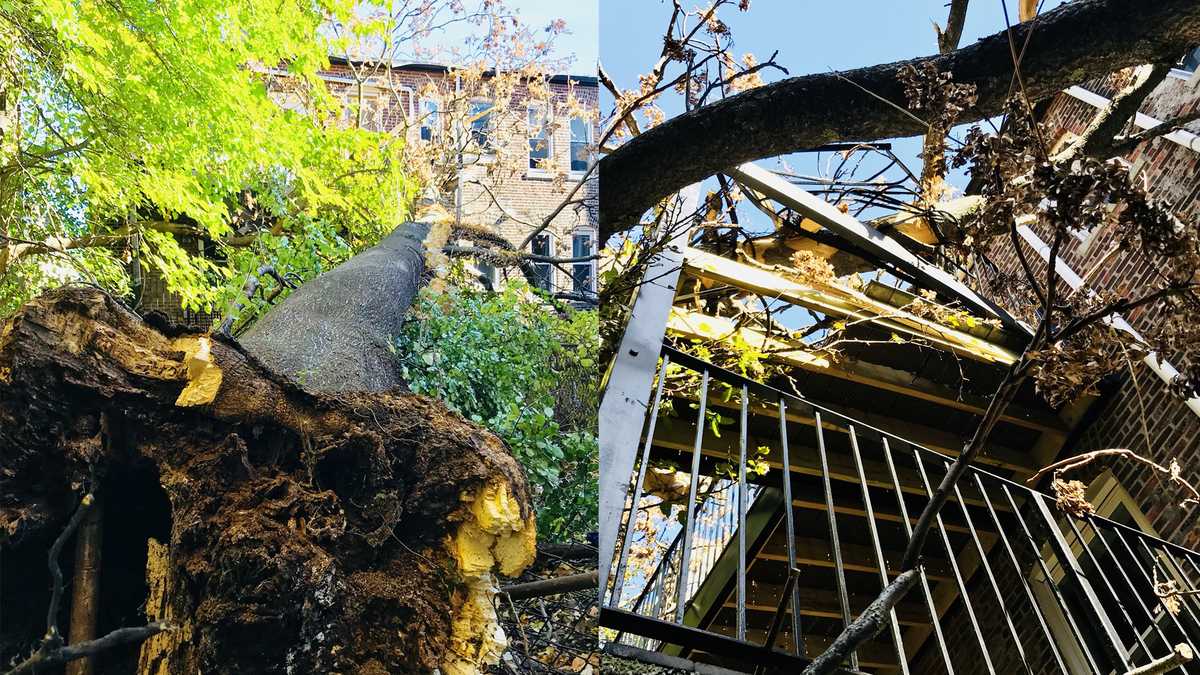 12 forced from home after tree collapses