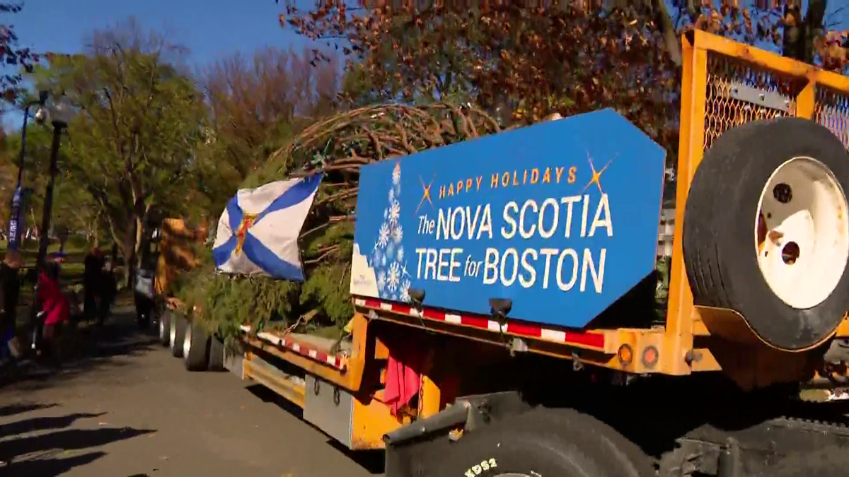 Boston's official Christmas tree arrives on Boston Common
