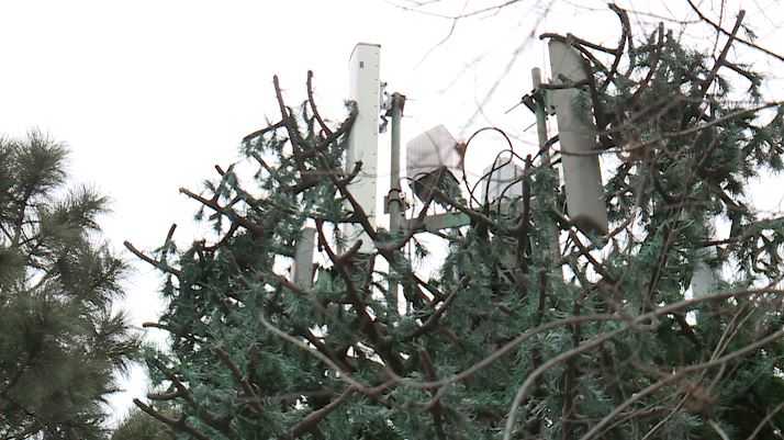 Cell tower disguised as tree draws concern from Dundee-Memorial Park ...