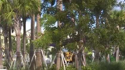 Free tree giveaway in Delray Beach