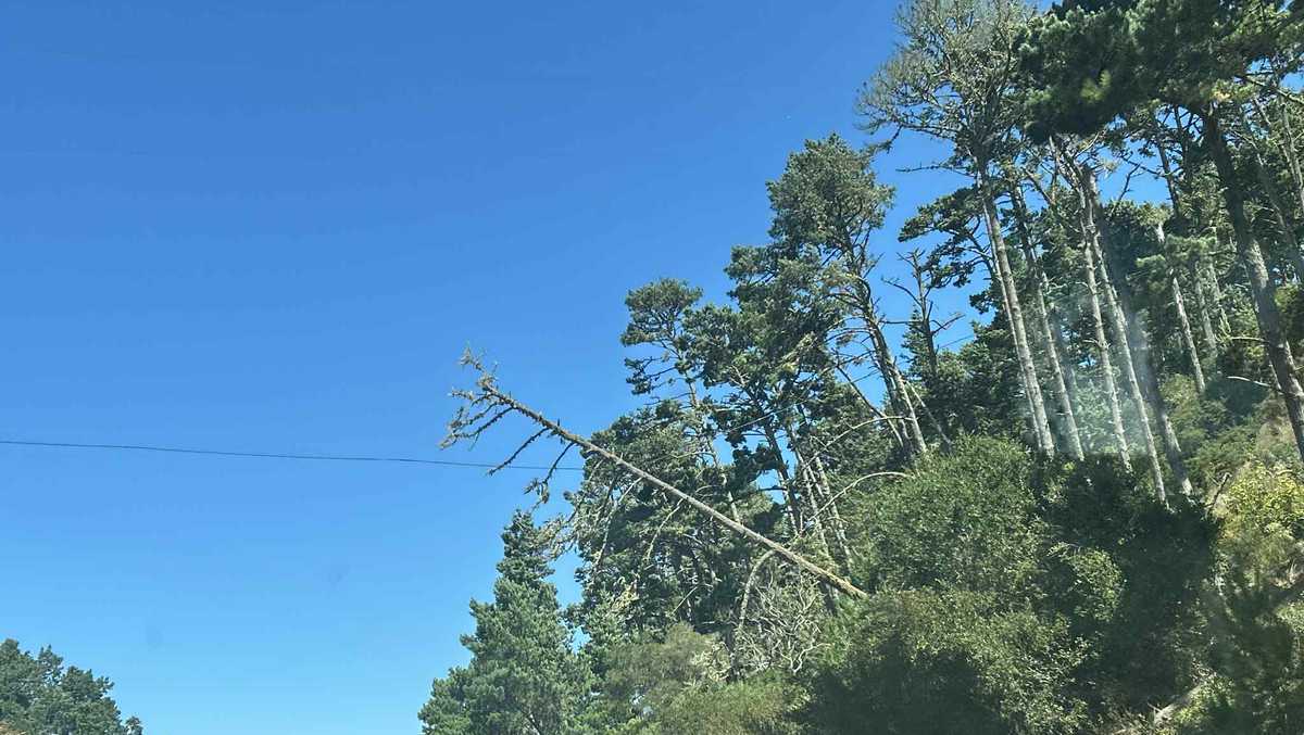 Tree on wires closes Highway 1 lane in Carmel; expect delays