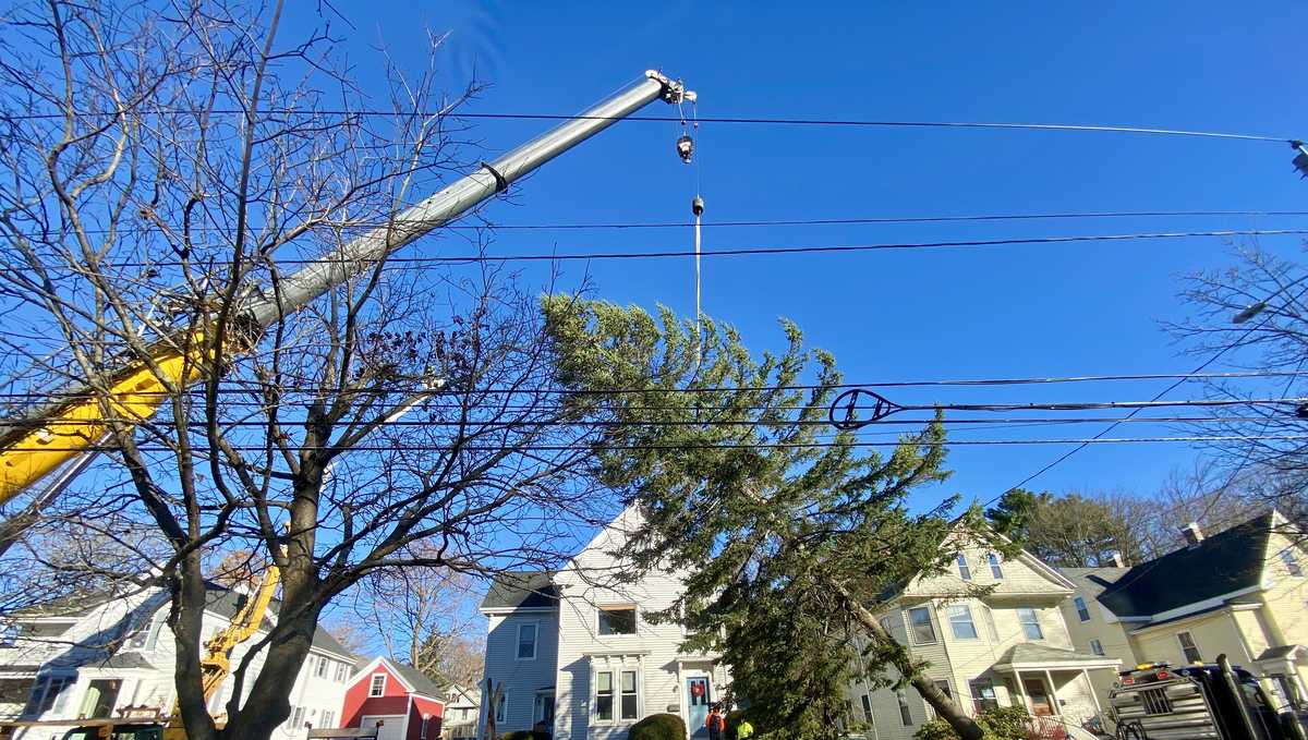 Portland's Monument Square tree set up ahead of lighting ceremony