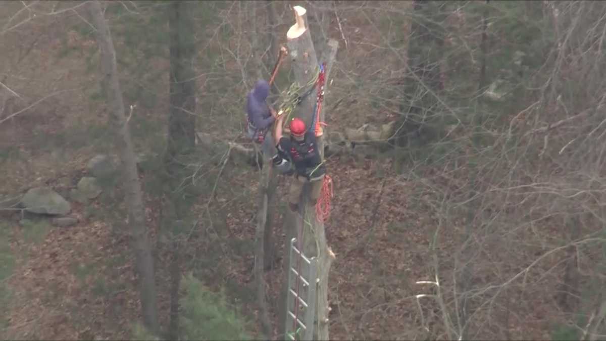 Crews rescue injured worker trapped nearly 50 feet up in tree