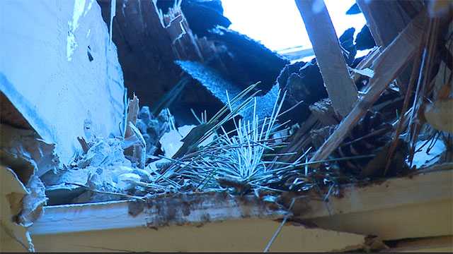 Family working to repair roof after a tree fell on their house