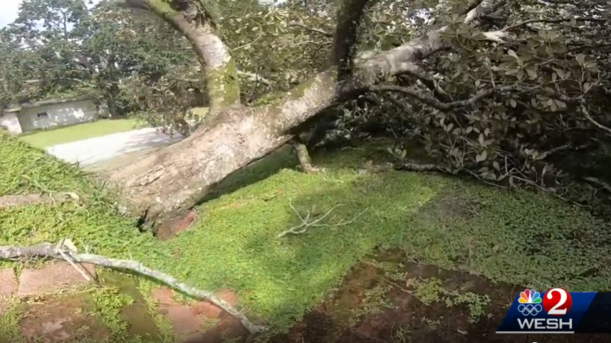 43 mile an hour winds topple trees, damage homes and cars in Sanford