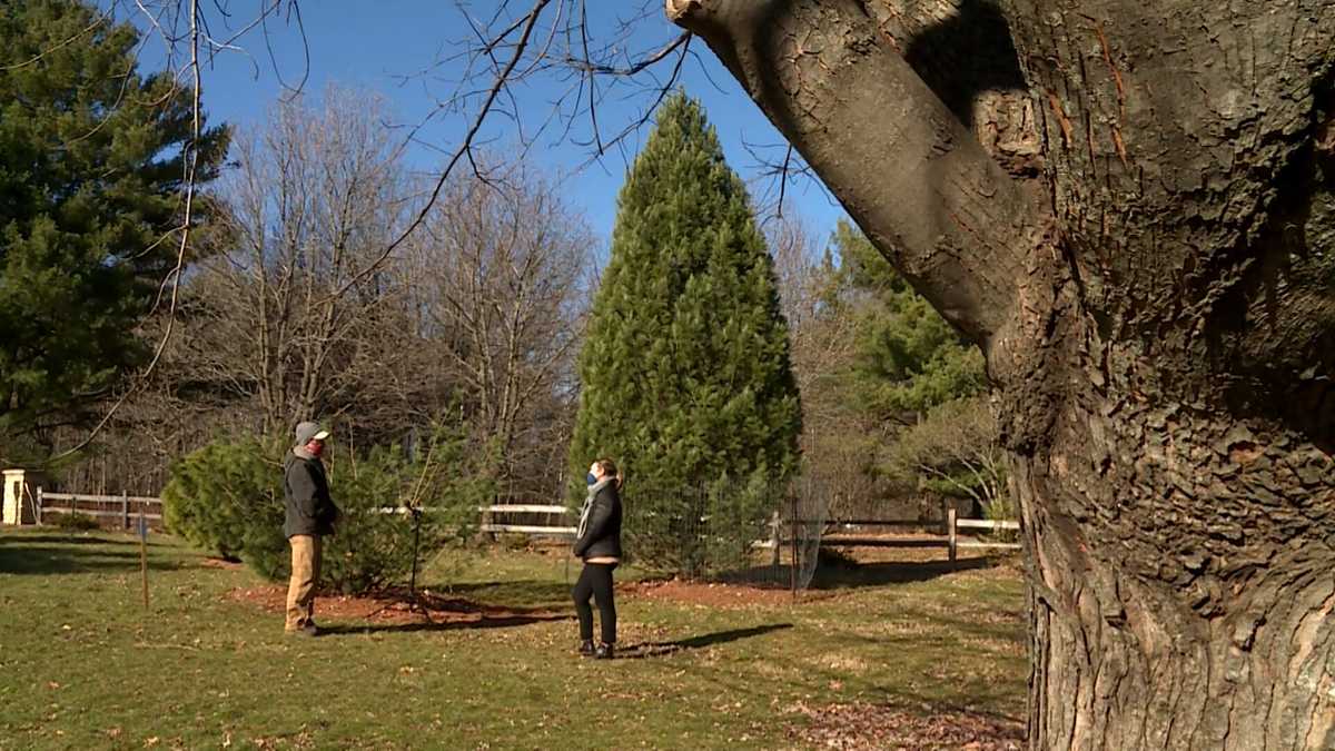 'There is a grinch among us': Police stumped by theft of rare 25-foot ...