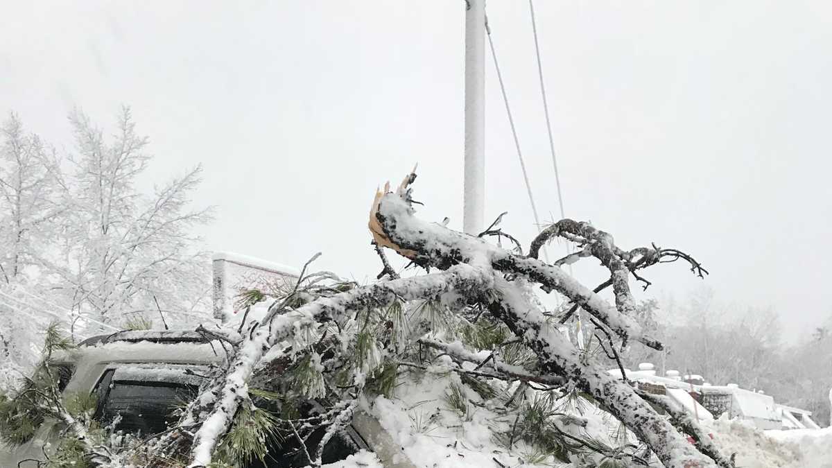 Images: Heavy snow downs trees, causes commuter nightmares