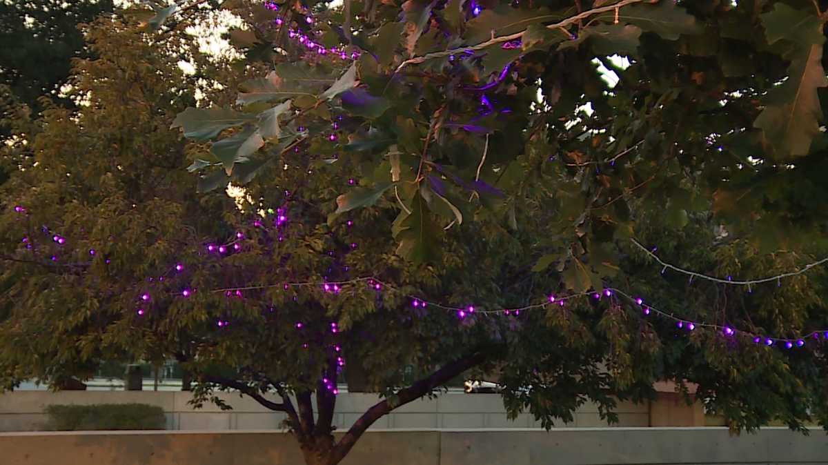 Trees lit up in purple for domestic violence awareness