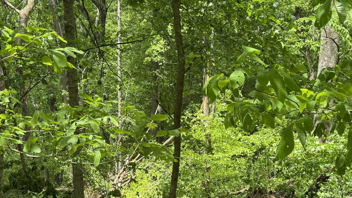 Sixth tornado of the year hits Pittsburgh region, trees damaged