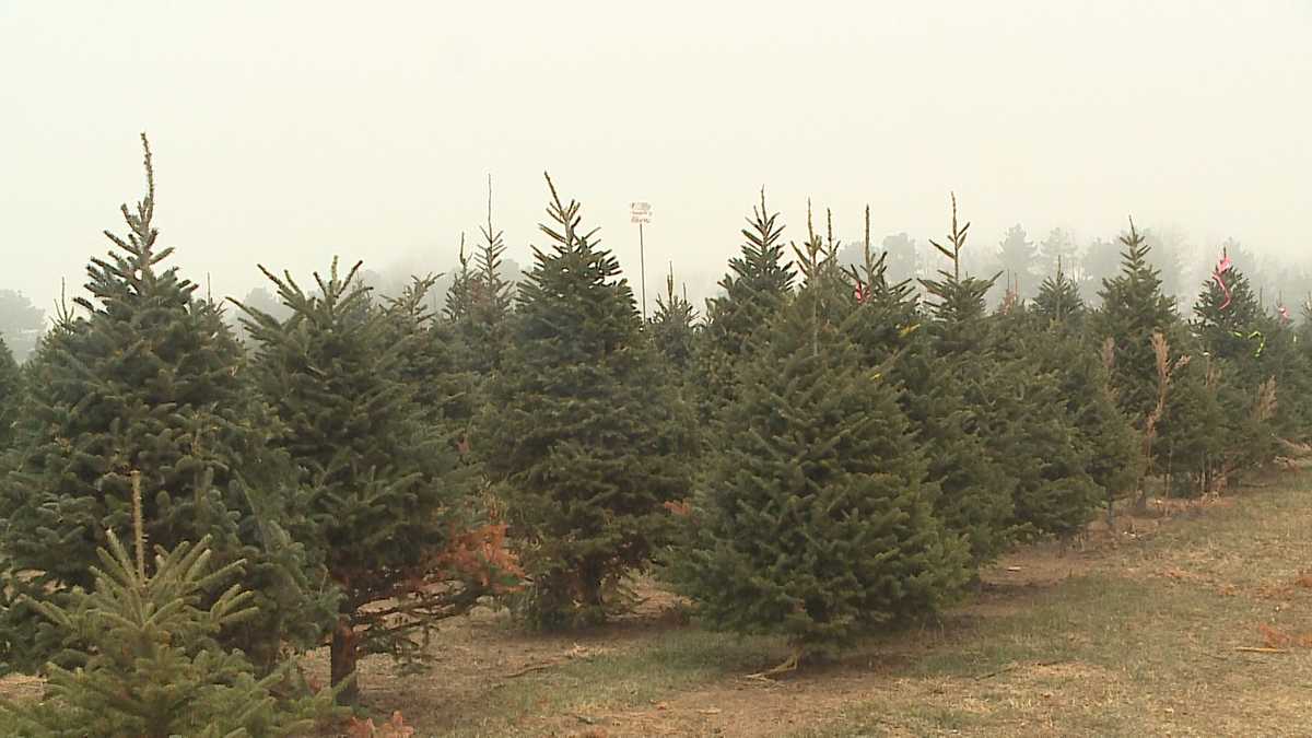 Santa's Woods: The Christmas Tree farm in Blair