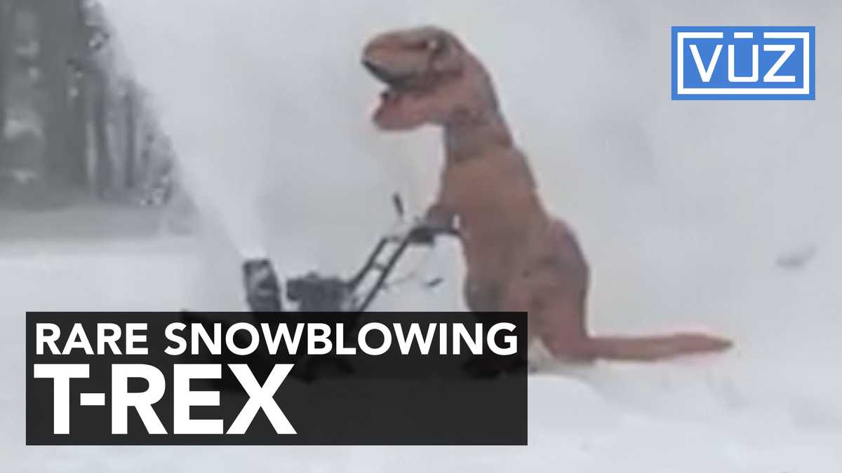 Rare snowblowing T-Rex