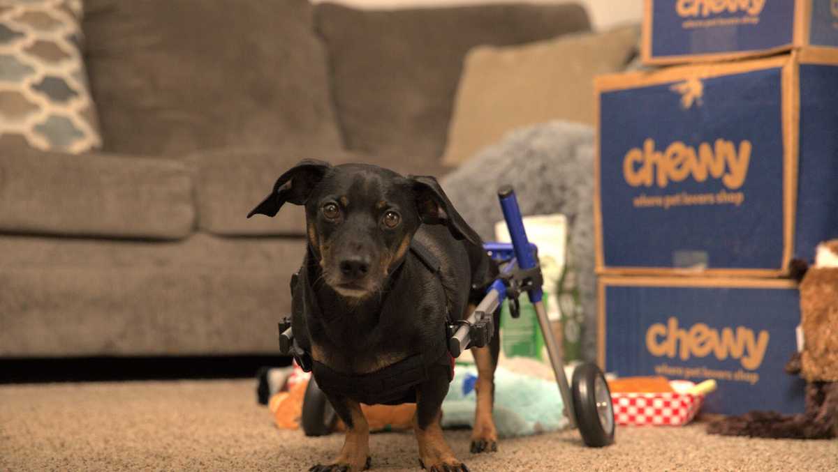 Ohio dog who became paralyzed gets gifted new wheelchair for Christmas