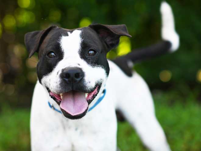 Adoptable pets at Lake County Animal Shelter