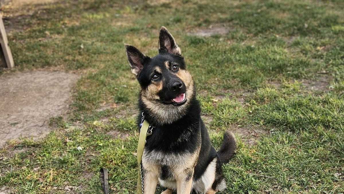 Meet the Nebraska Humane Society's pet of the week