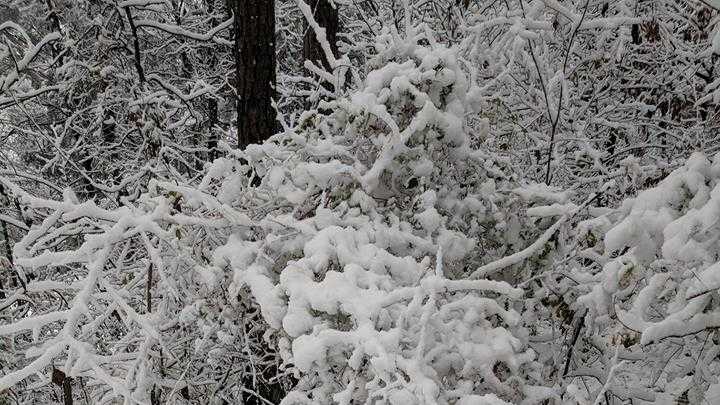 Images: Snow falls across Alabama