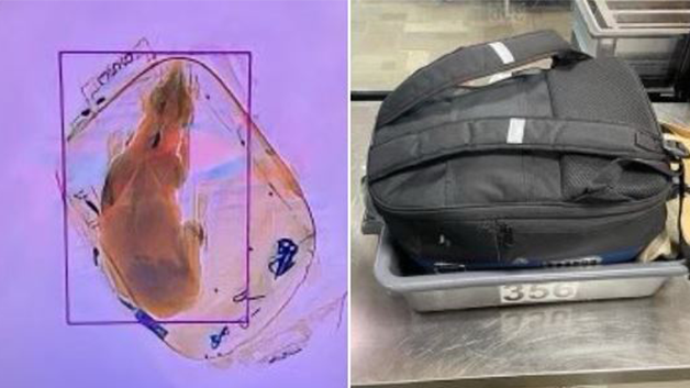 TSA finds dog in backpack rolling through X-ray machine