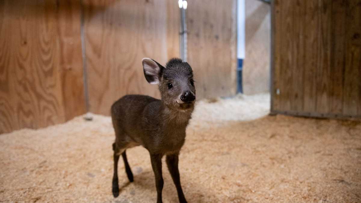 Meet Angus! Ohio zoo names adorable tufted deer fawn