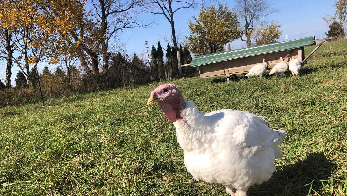 Pandemic causes big demand for small turkeys