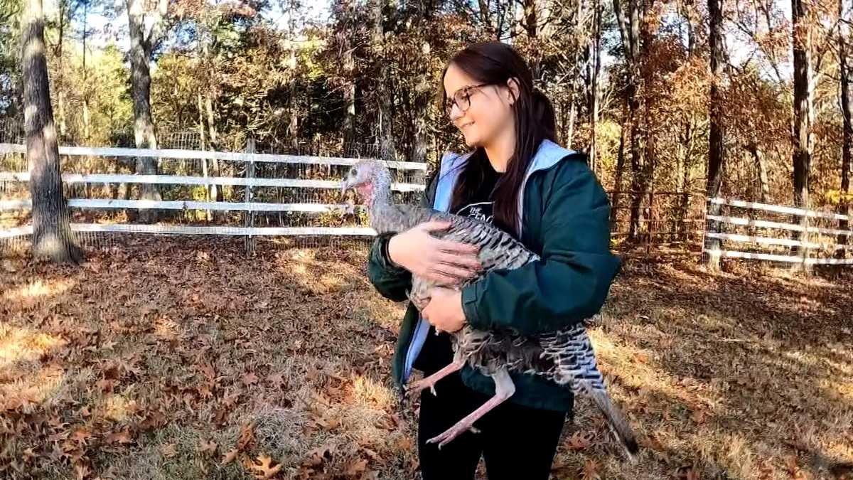 This farm allows you to cuddle with turkeys on Thanksgiving