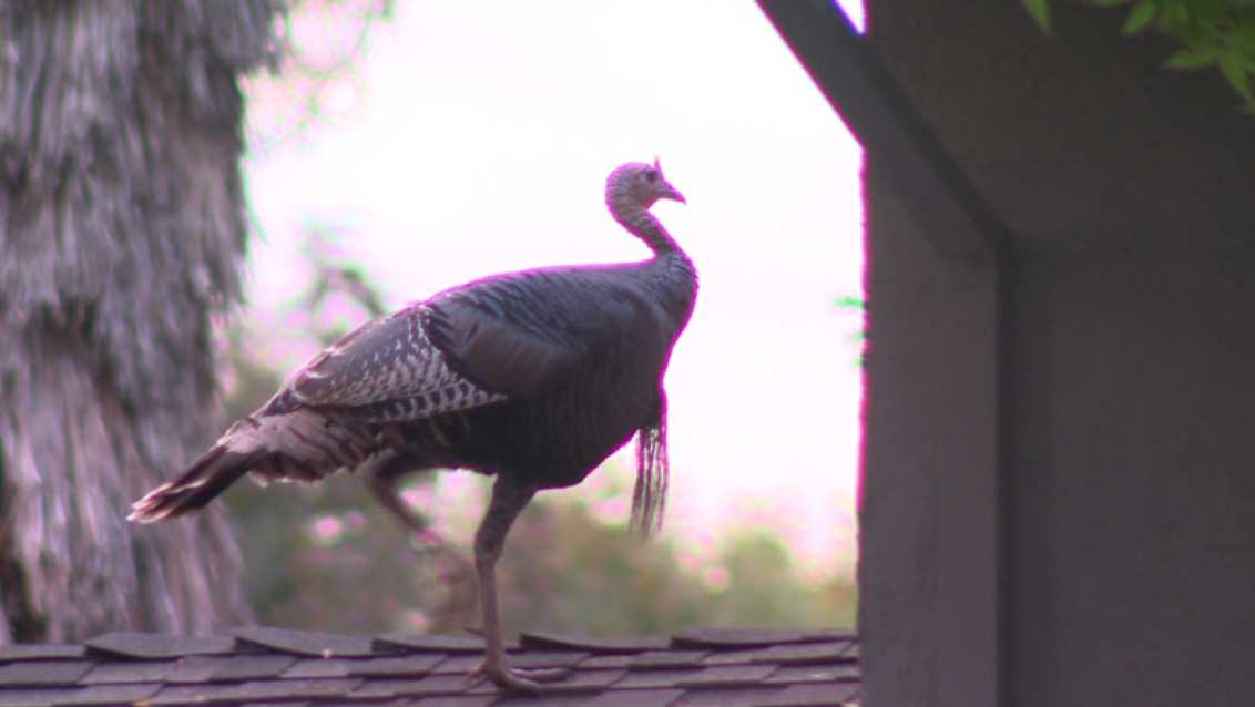 Troublesome Turkeys: Did Davis just find its solution?