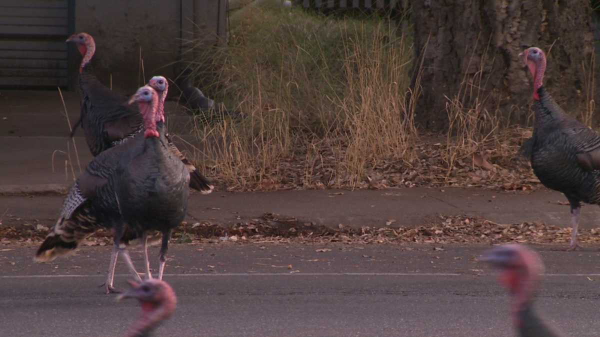 Wild turkeys causing a ruckus across NorCal