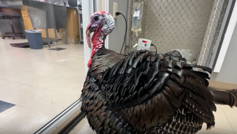 Viral turkey recovering after trying to protect 'fowl friends' from dog ...