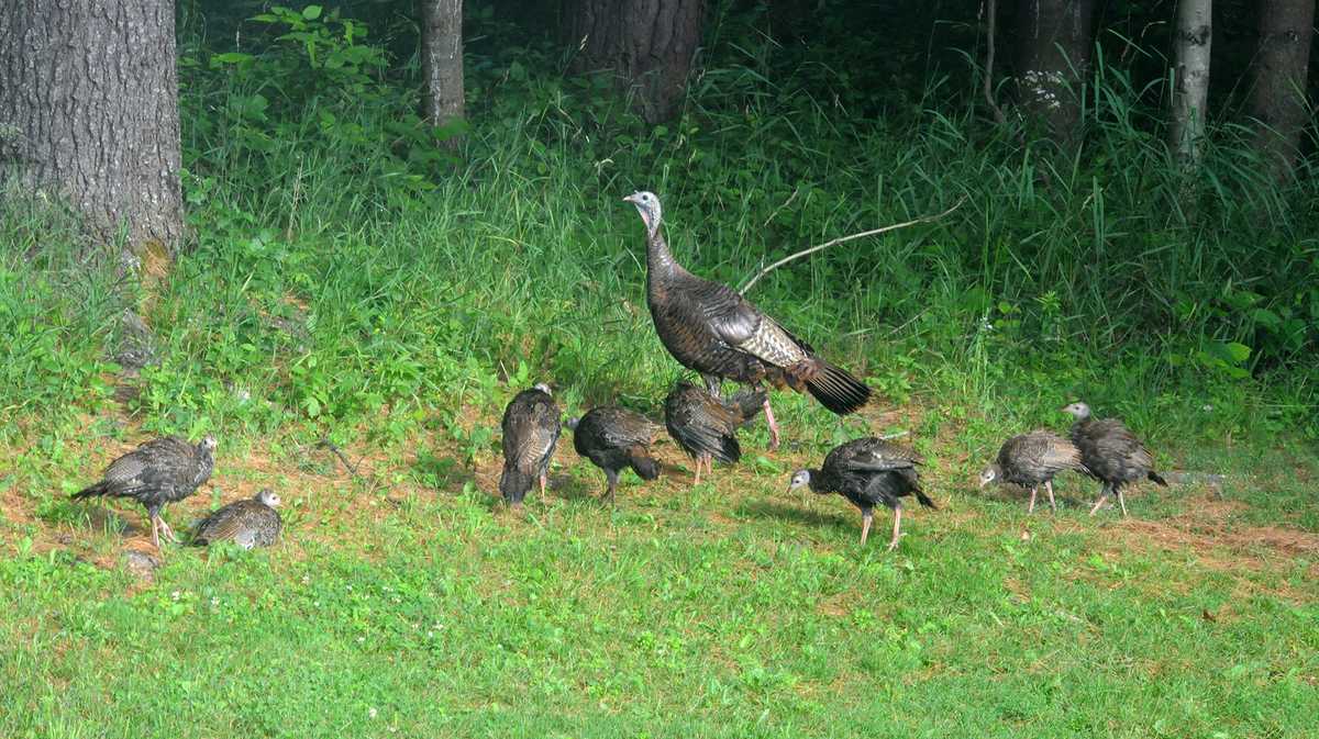 Vermont turkey brood survey starts in August