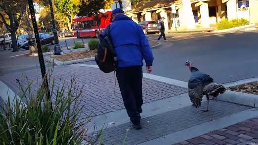 Aggressive turkey terrorizes downtown Davis, residents