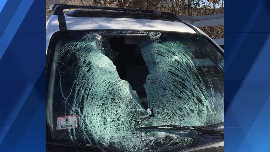 Vehicle collides with turkey crossing road; bird crashes through windshield