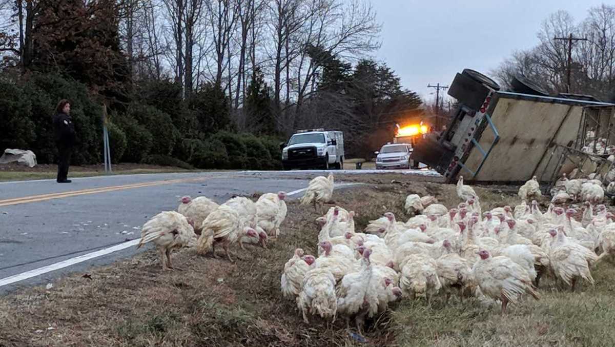 Tractor-trailer carrying turkeys overturns in Oak Ridge; driver injured ...