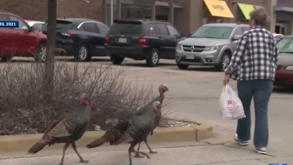 Aggressive turkeys in Wauwatosa chase animals, people