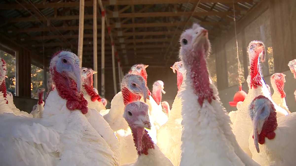 How supply chain issues will affect Thanksgiving dinner this year