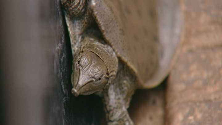 Baby turtles released into Lake Champlain