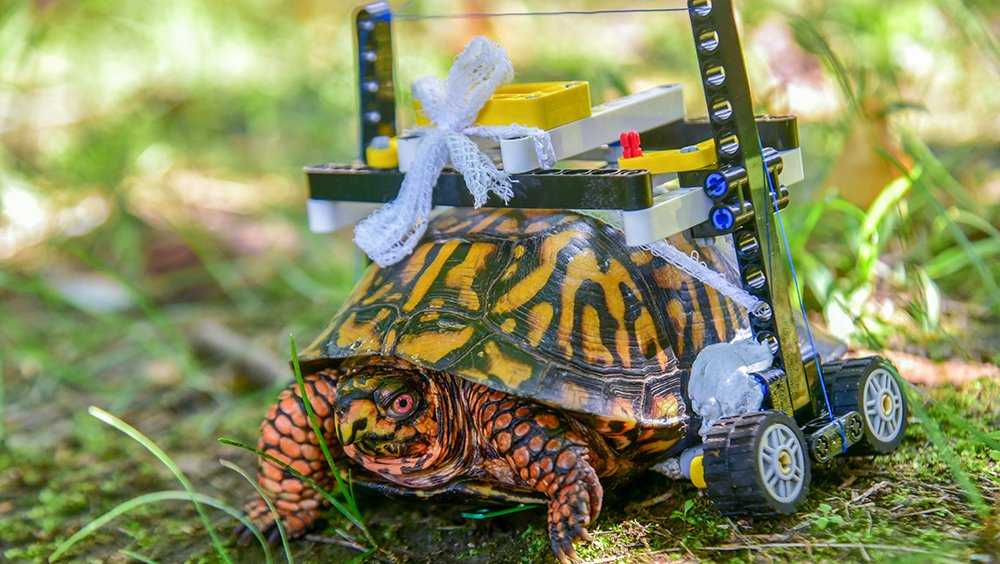 Custom Legos wheelchair helps injured turtle recover at Maryland Zoo