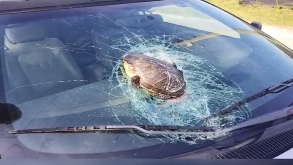 Video Turtle Smashes Into Gets Stuck In Windshield
