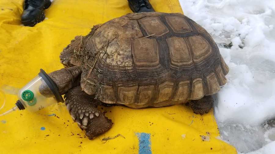 Ohio firefighters rescue turtles trapped in shed fire