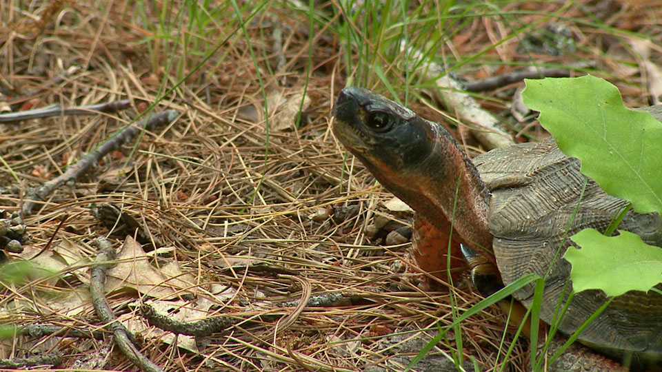NH Chronicle: For the love of Turtles