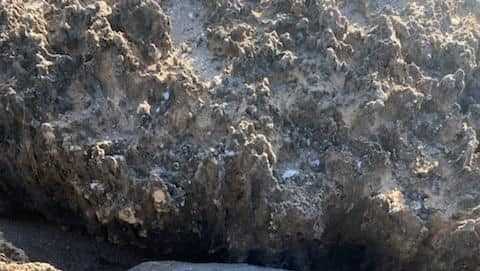 First responders help free loggerhead turtle stuck on rocky shoreline