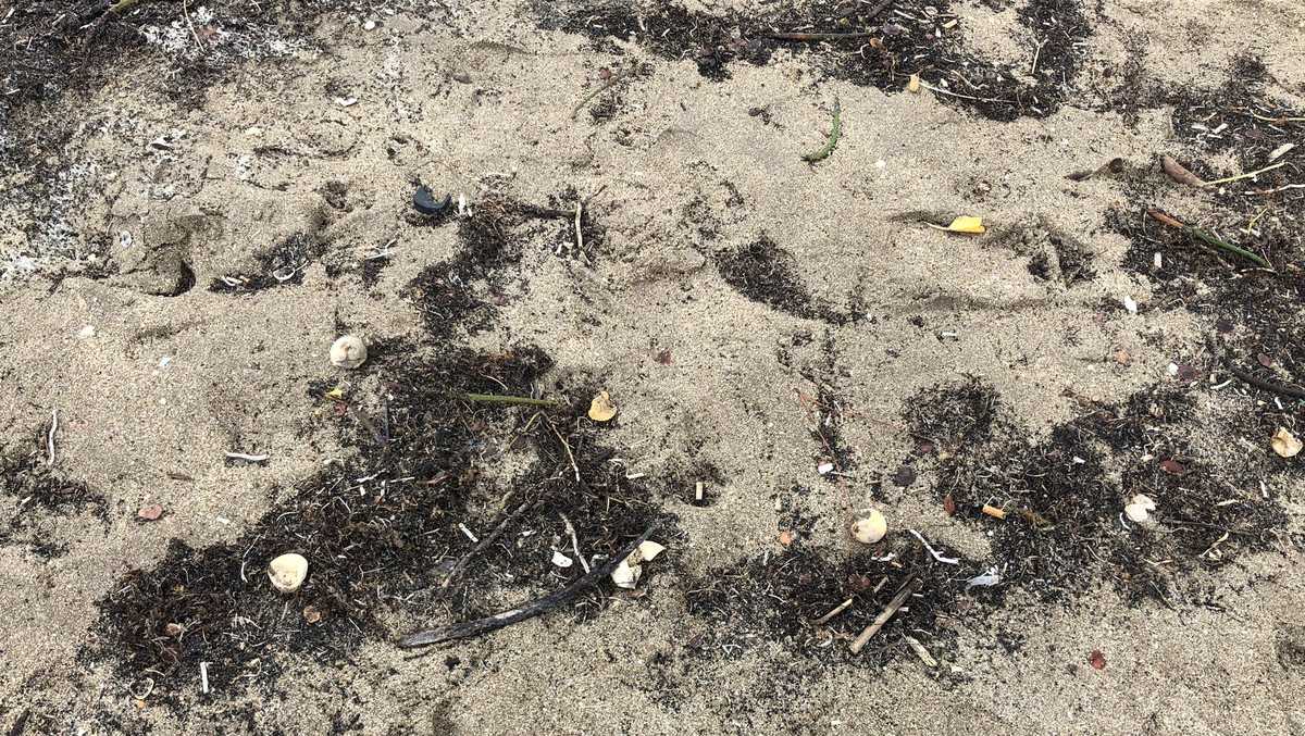 Hurricane Dorian causes high winds, destroys turtle eggs at Jensen ...