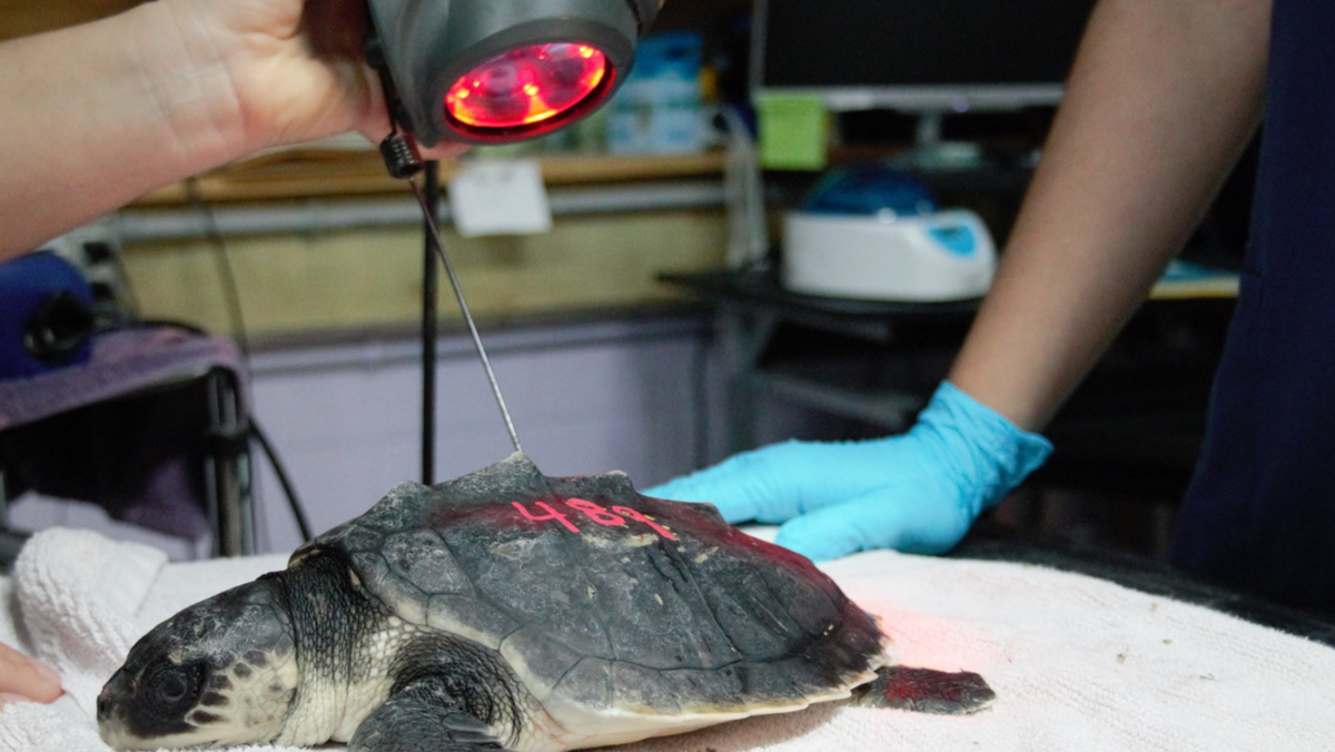 'It's just what you do': Iowa couple rescue freezing sea turtles while ...