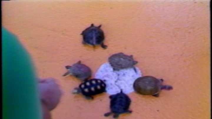 Omaha fourth annual Turtle Downs in 1982