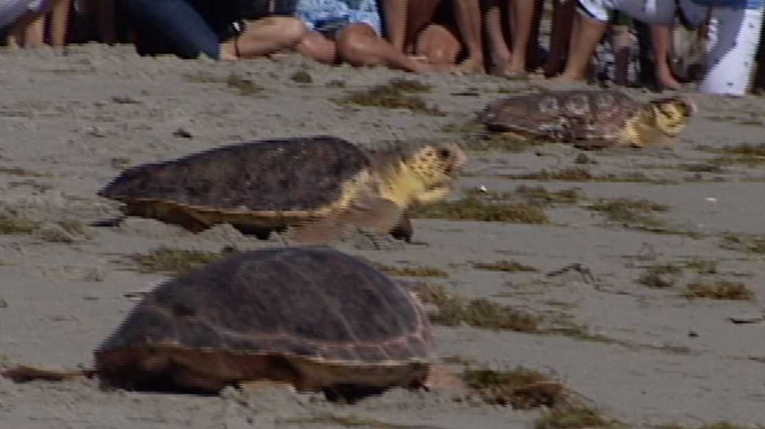 5 rehabilitated sea turtles released into ocean