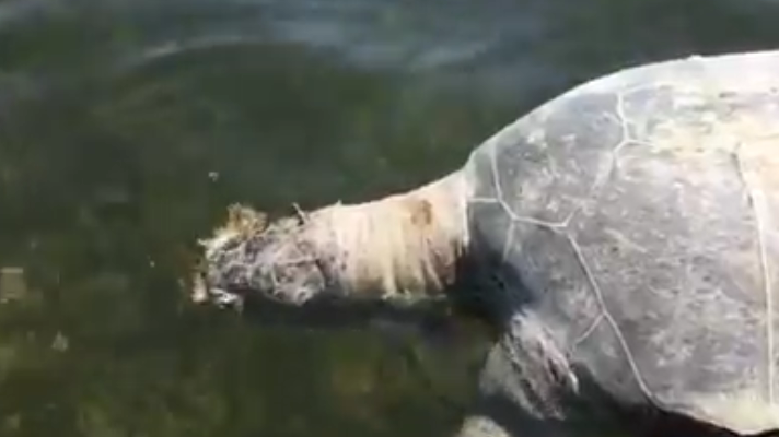 Sea turtle found with spear through its head at Florida national park