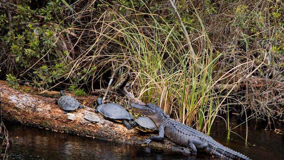 Logjam? Photo shows 3 turtles, alligator apparently in harmony