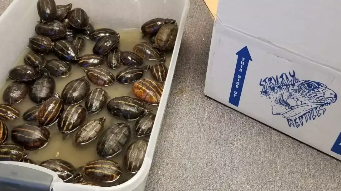 Alva Man Pleads Guilty To Conspiracy To Smuggle Turtles To Germany And