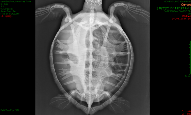 Aquarium discovers a rescued sea turtle with only 1 lung