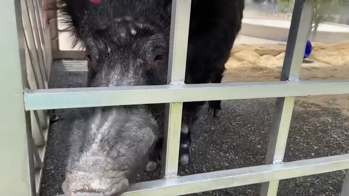 Tusk V, Arkansas' live razorback mascot, dies