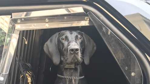 Ashland police welcome dual purpose K9 Tuukka