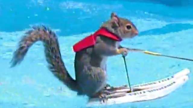 End of an era: Water-skiing squirrel holds final show