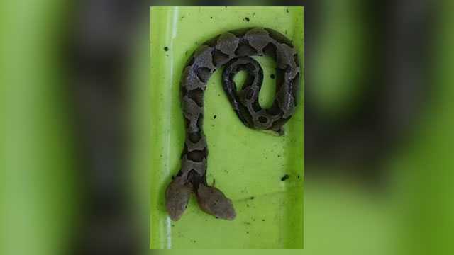 'Absolutely not fake': Rare two-headed copperhead snake found
